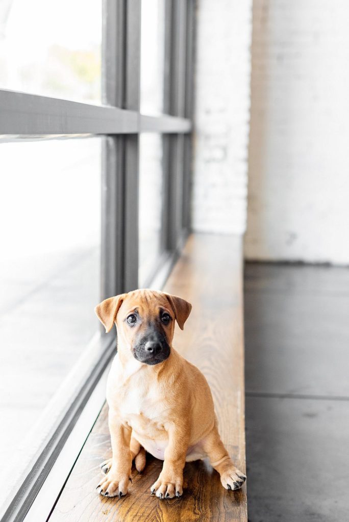 Puppy proposal inspiration with cake, champagne, and blue color palette