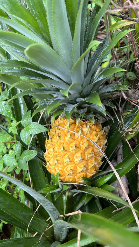 Magical Moorea enchants for LGBTQ+ couples